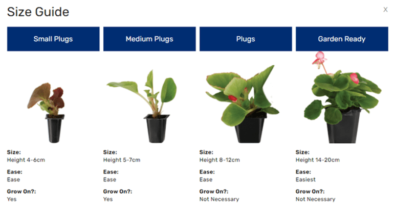 Flowers & Bedding - The Plant Care Guide