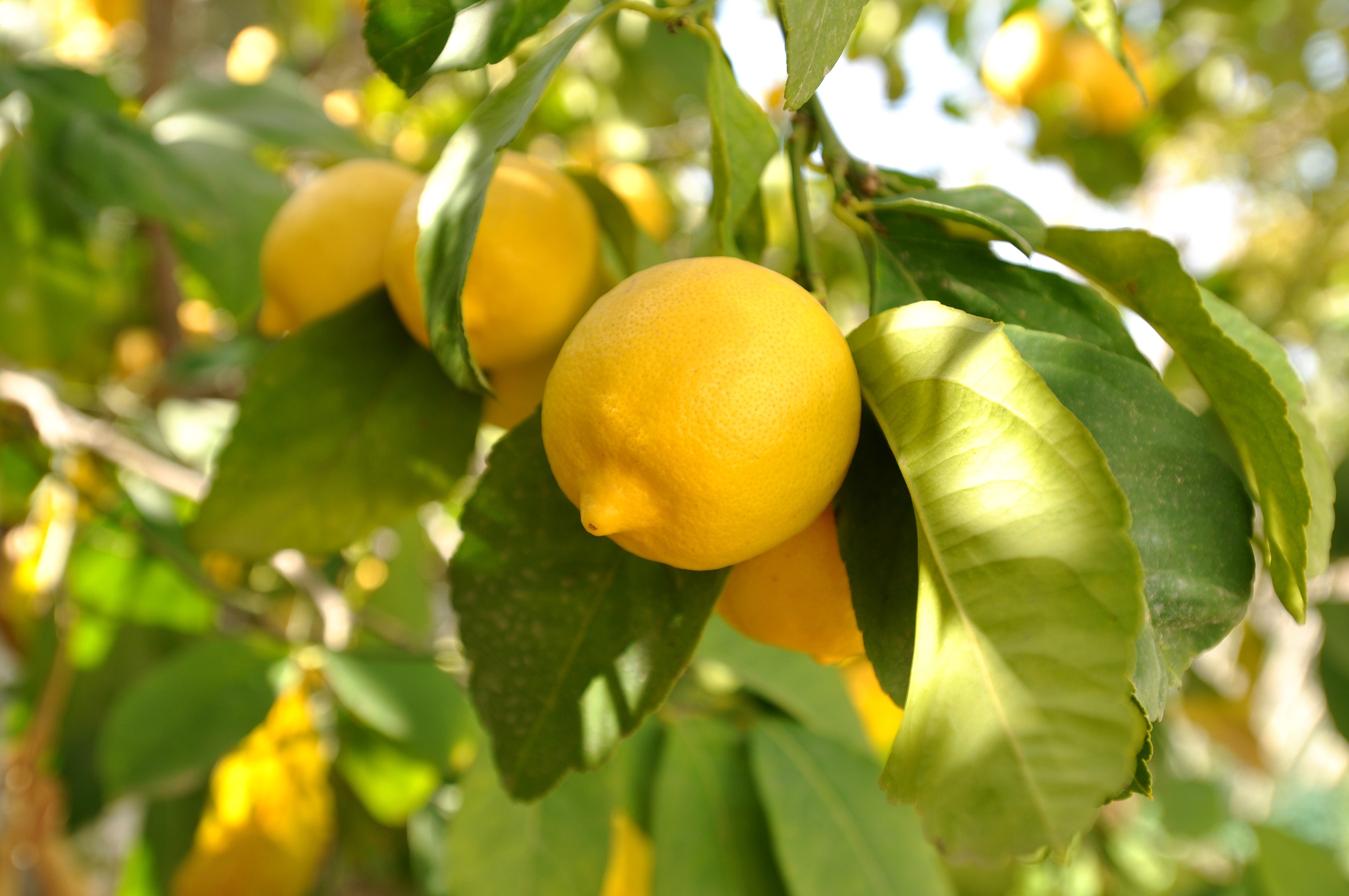 Fruit and Citrus Trees - The Plant Care Guide